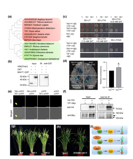 中国农业大学发现参与水稻分蘖建成的自然变异新基因-四川农业大学水稻研究所