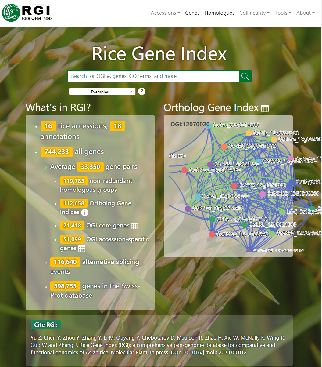 连发两篇！华中农业大学发布水稻泛基因组研究信息数据库平台，助力我国水稻育种研究！-四川农业大学水稻研究所