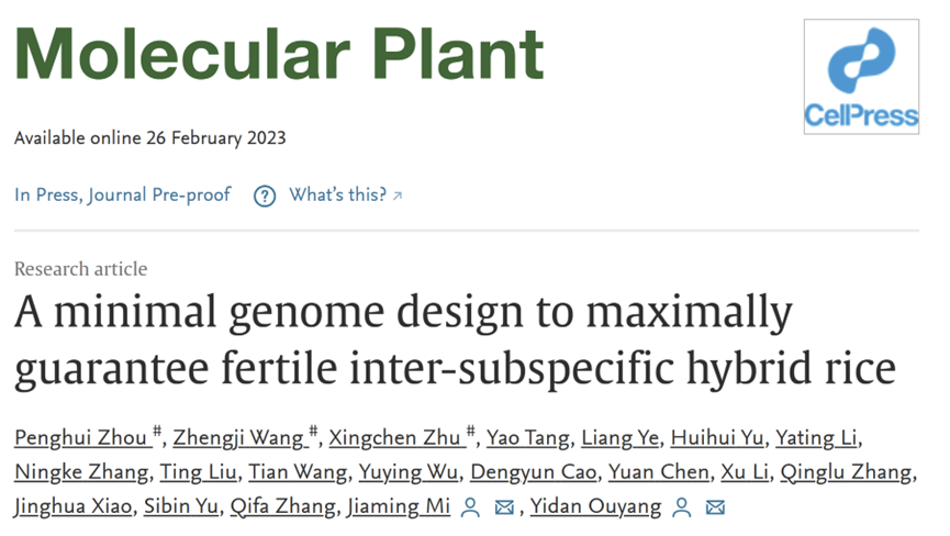 【Mol Plant】突破！华中农大实现正常结实的籼粳亚种间杂交稻-四川农业大学水稻研究所